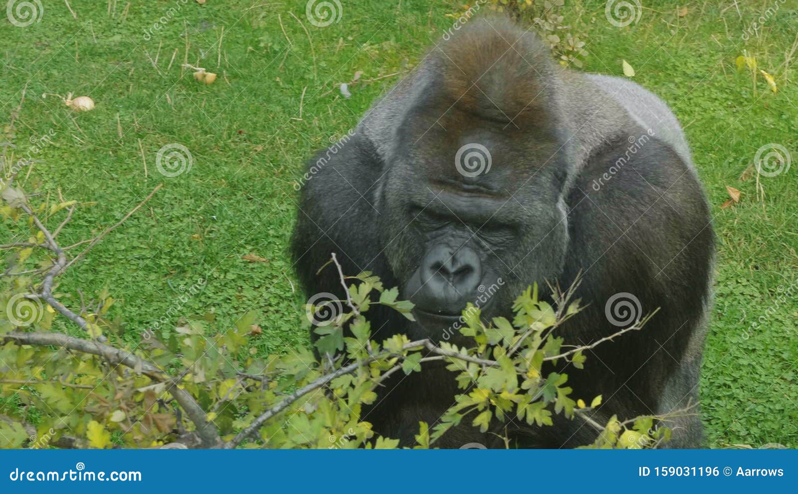 Lowland Gorilla on the Epic Pose of Solving His Problems Stock Photo ...