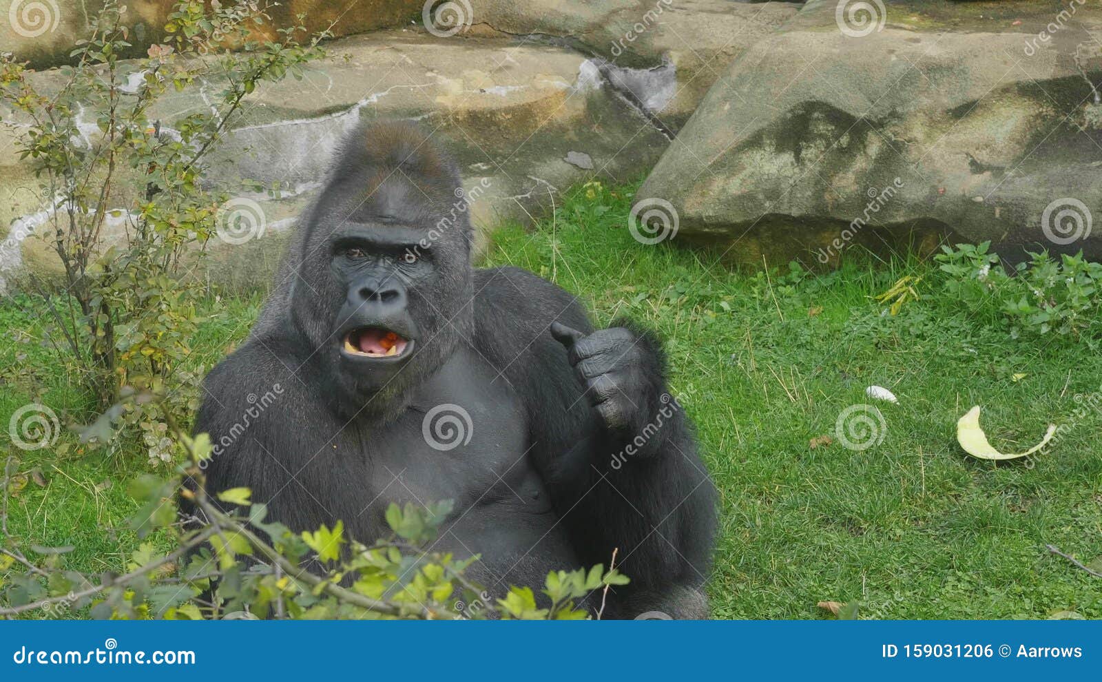 Lowland Gorilla on the Epic Pose of Solving His Problems Stock Photo ...