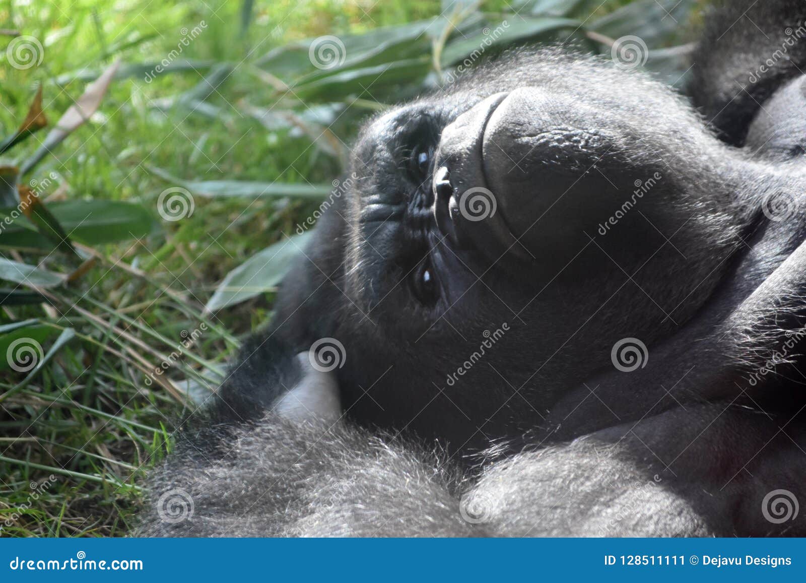 Lowland Gorilla Laying Down with Greenery in the Background Stock Image ...