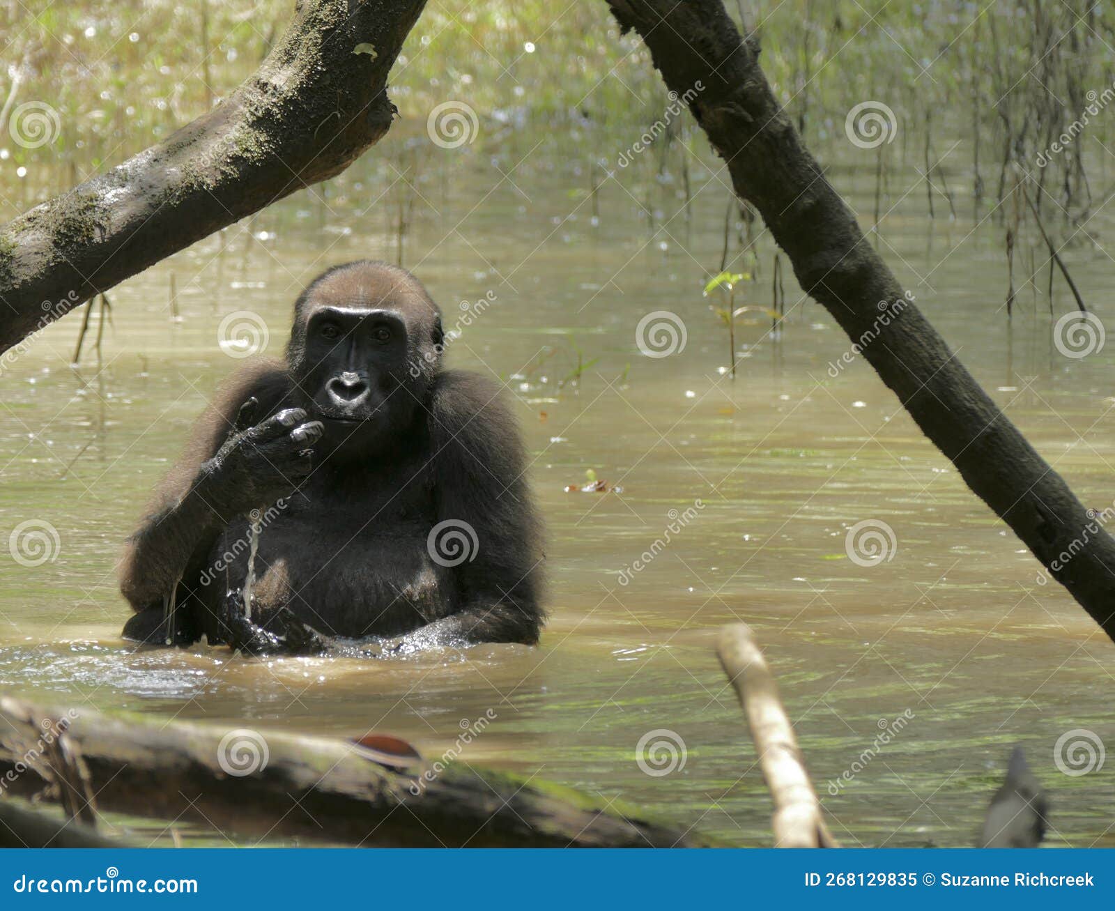 Lowland Gorilla Sitting and Drinking in River Stock Image - Image of ...