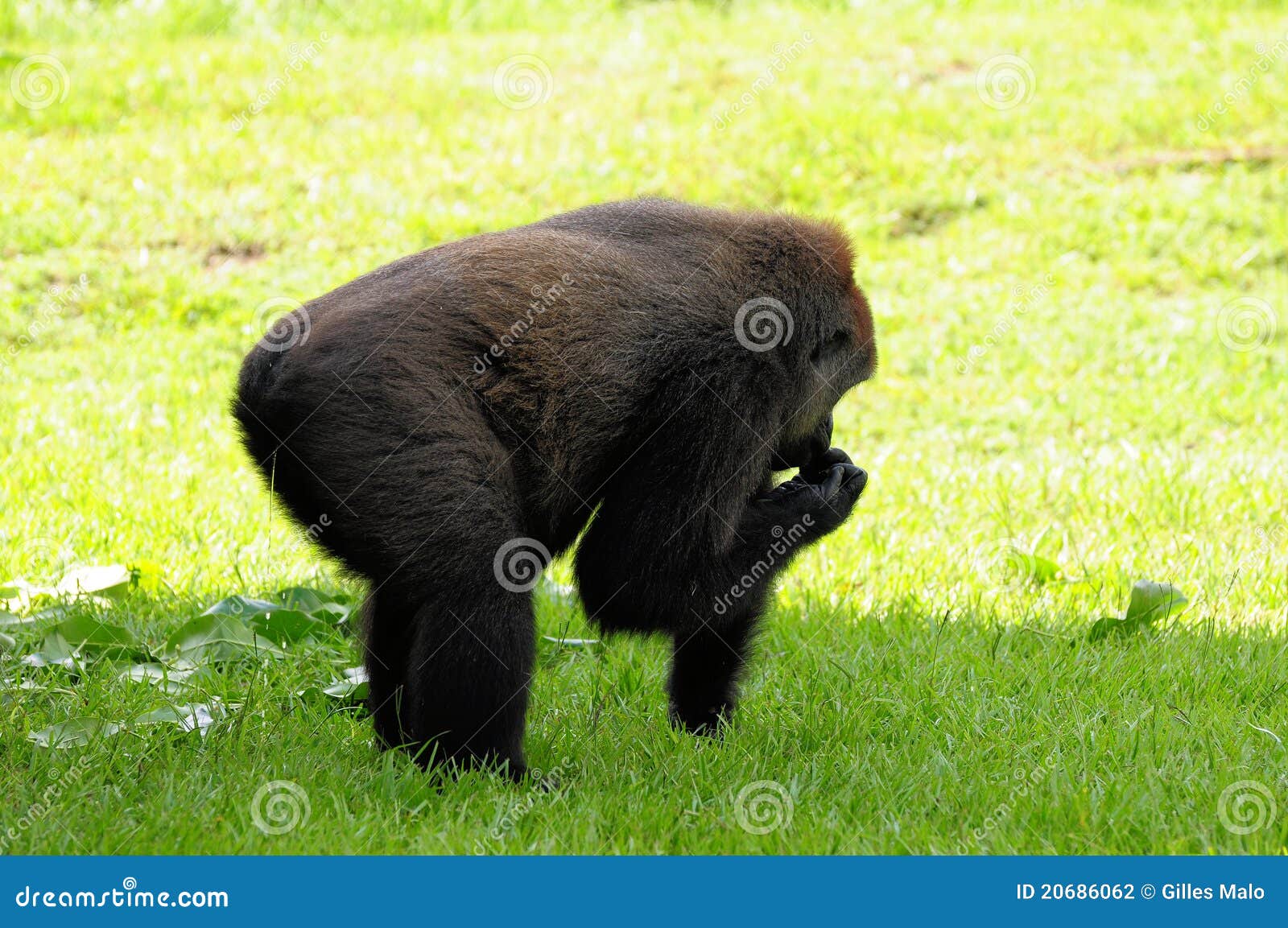 Lowland Gorilla Test stock photo. Image of apes, south - 20686062