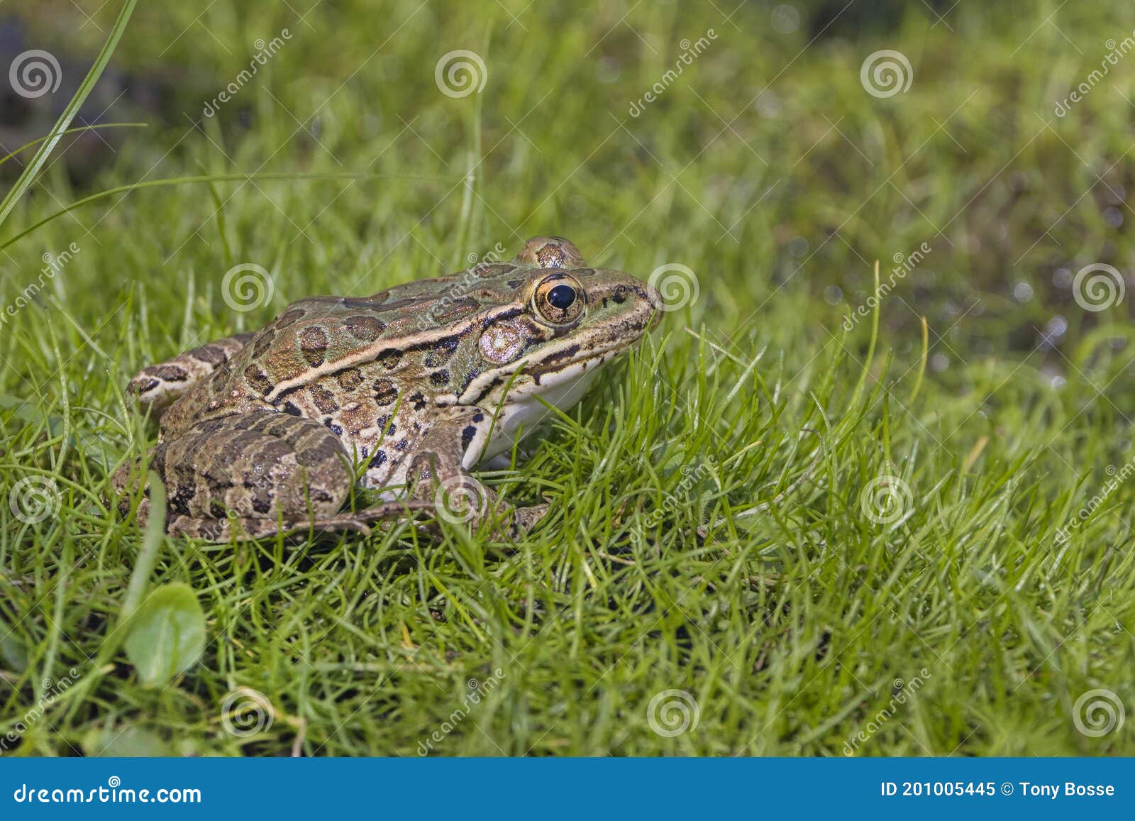 Lowland Leopard Frog on the Grass Stock Image - Image of amphibians ...