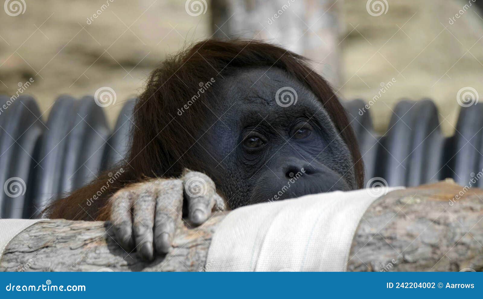 Lowland Orangutan on the Epic Pose of Solving His Problems Stock Photo ...