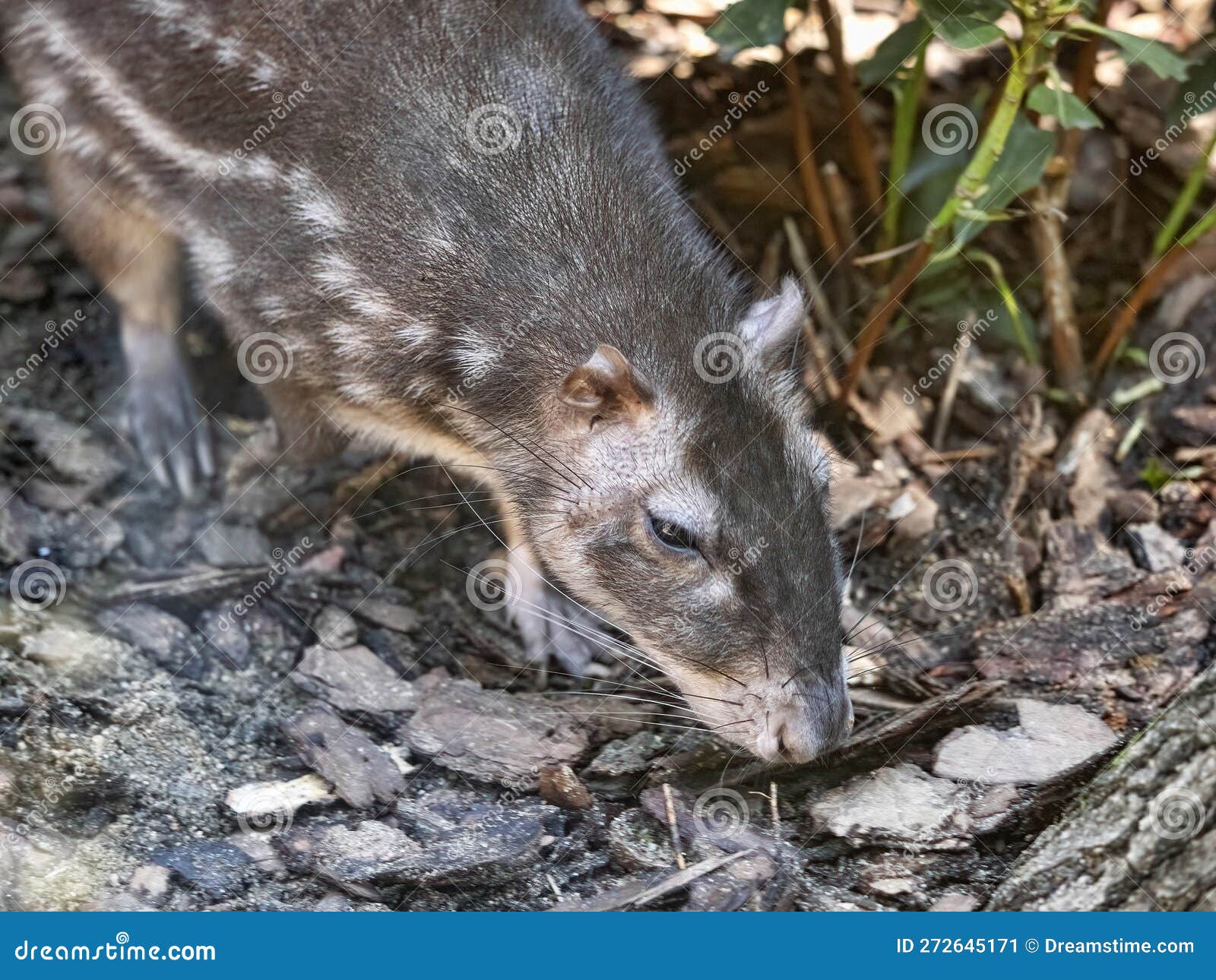 A Lowland Paca, Cuniculus Paca, Foraging in Dense Undergrowth Stock ...