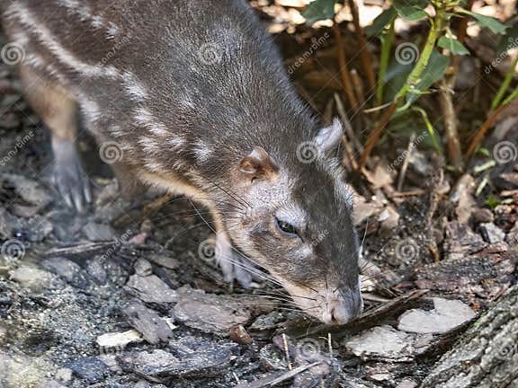 A Lowland Paca, Cuniculus Paca, Foraging in Dense Undergrowth Stock ...