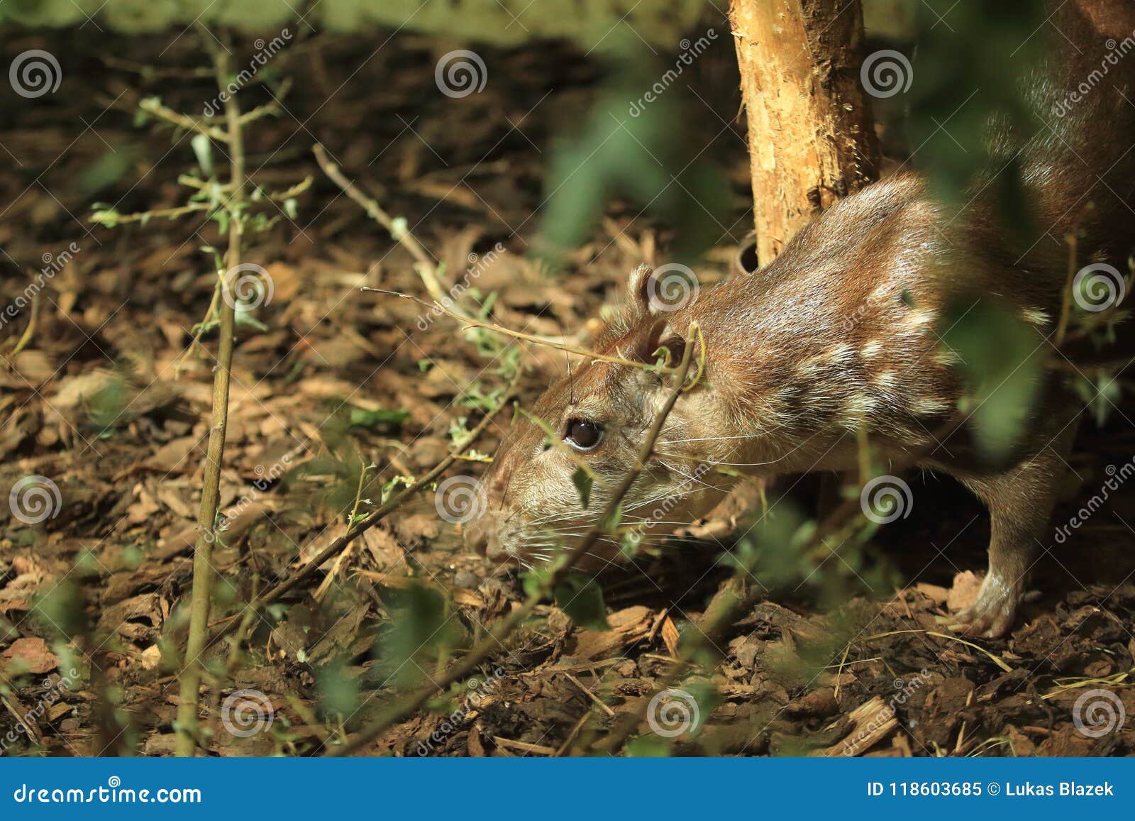 Lowland paca stock image. Image of branch, adult, american - 118603685