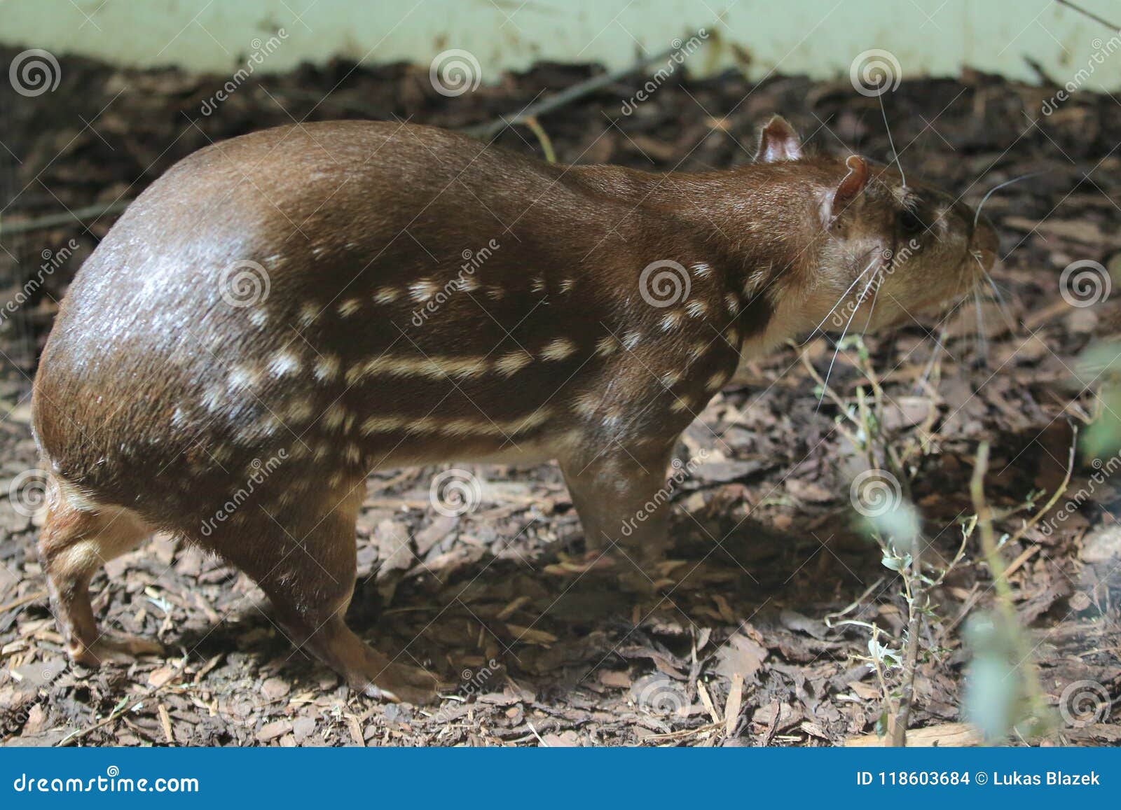 Lowland paca stock photo. Image of cuniculus, rodent - 118603684