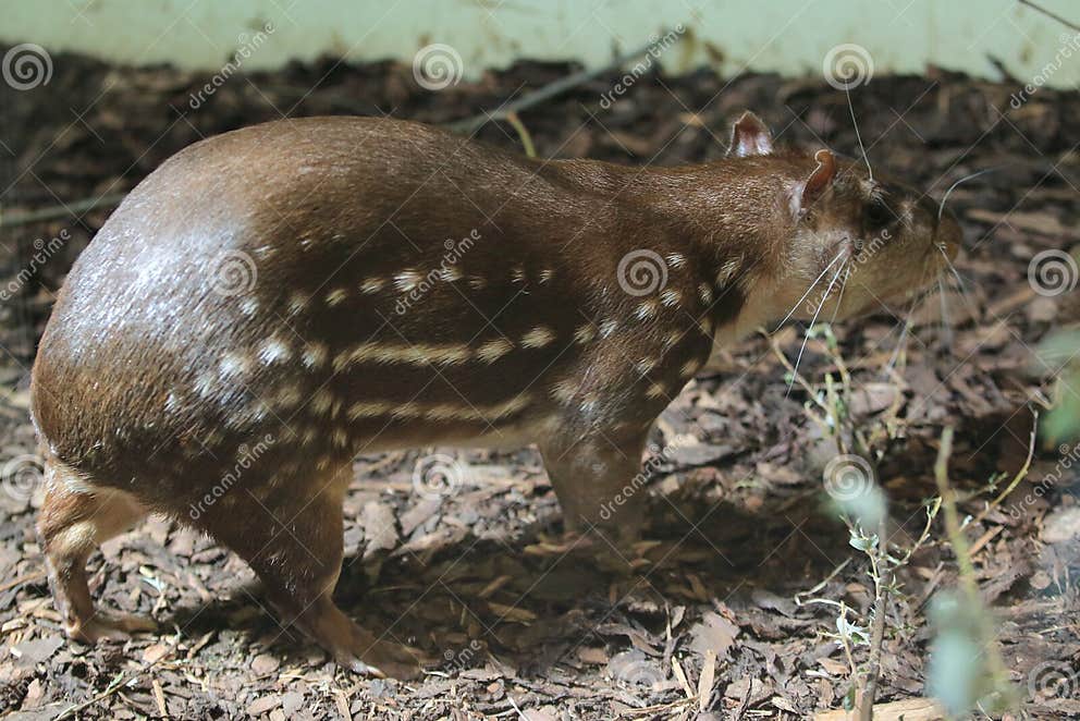 Lowland paca stock photo. Image of cuniculus, rodent - 118603684