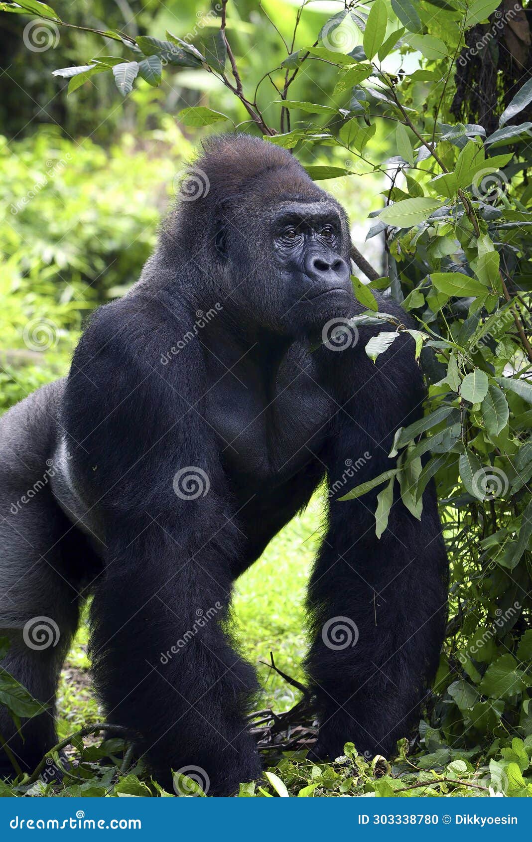 Lowland Silverback Gorilla in the Forest Stock Photo - Image of face, environment: 303338780