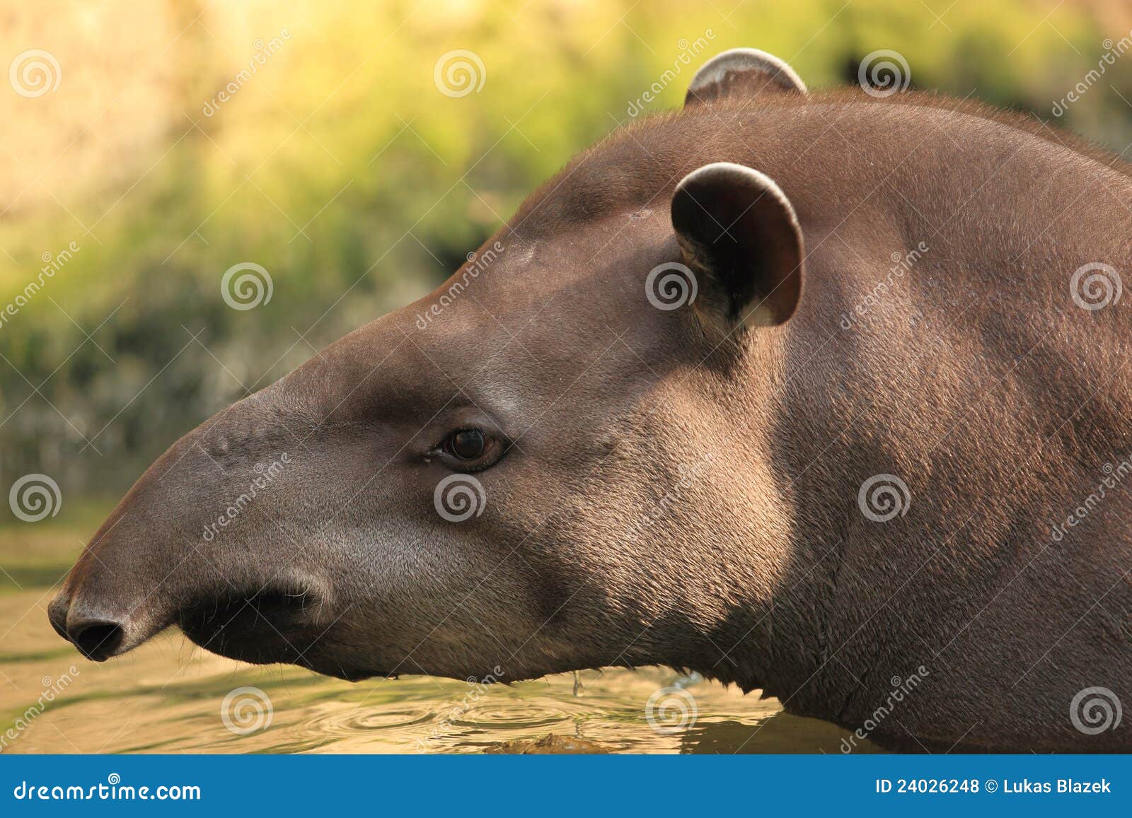 Lowland Tapir, Tapirus Terrestris, Pair Mating Stock Image ...