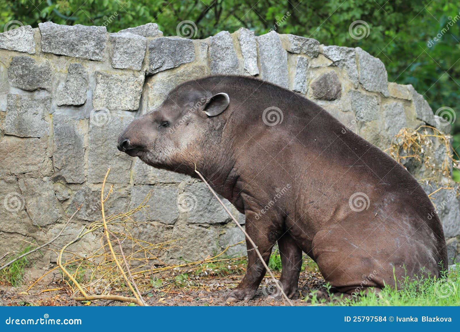 Lowland tapir stock photo. Image of terrestris, south - 25797584