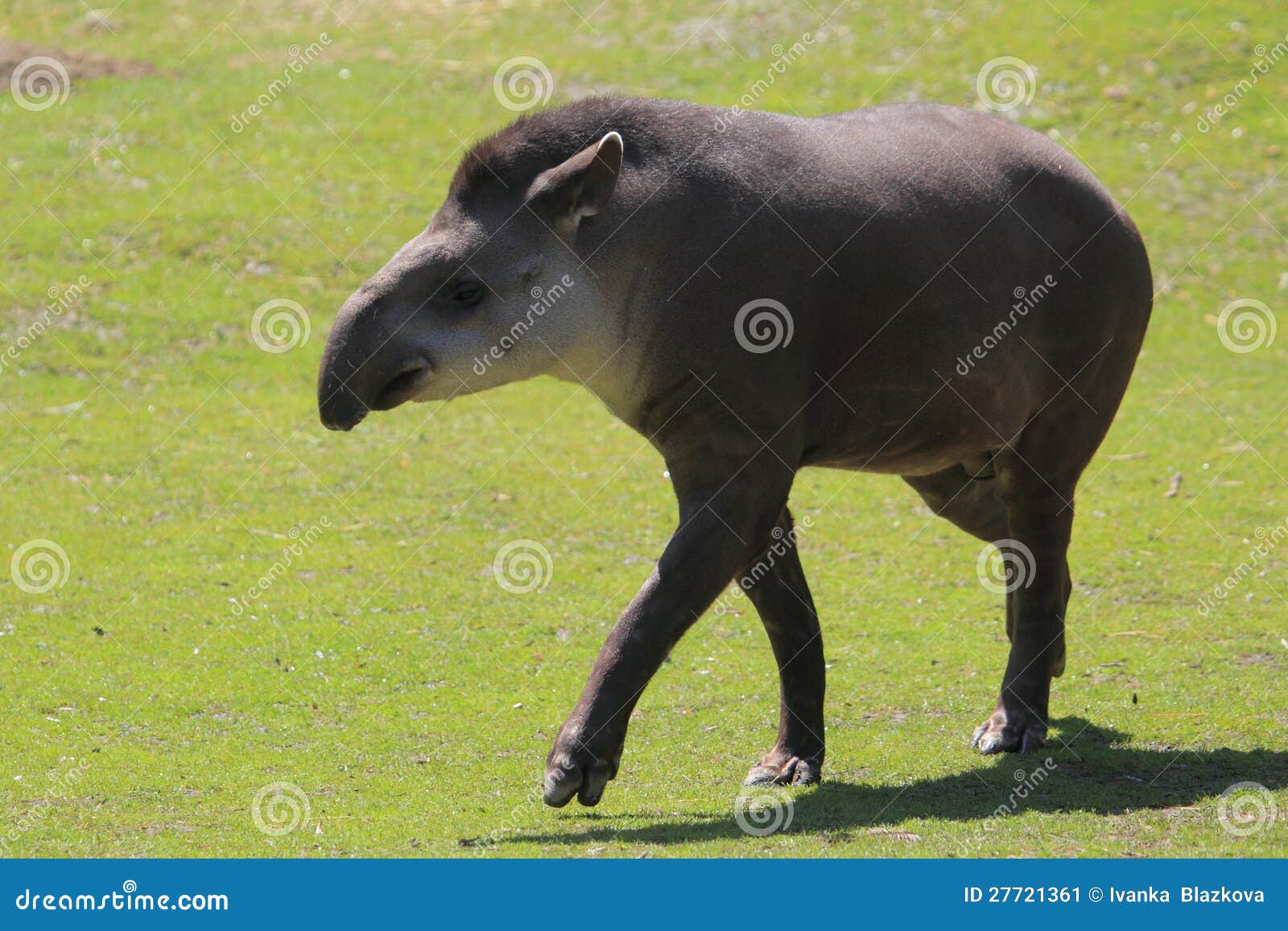 Lowland Tapir, Tapirus Terrestris, Pair Mating Stock Image ...