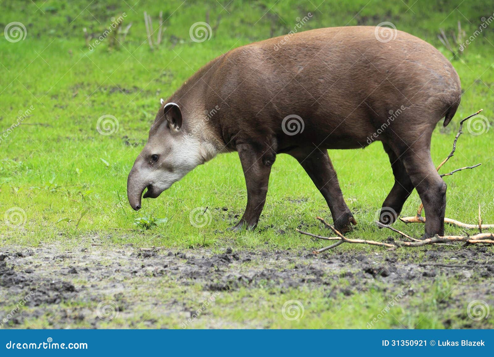 Lowland tapir stock image. Image of adult, nature, head - 31350921