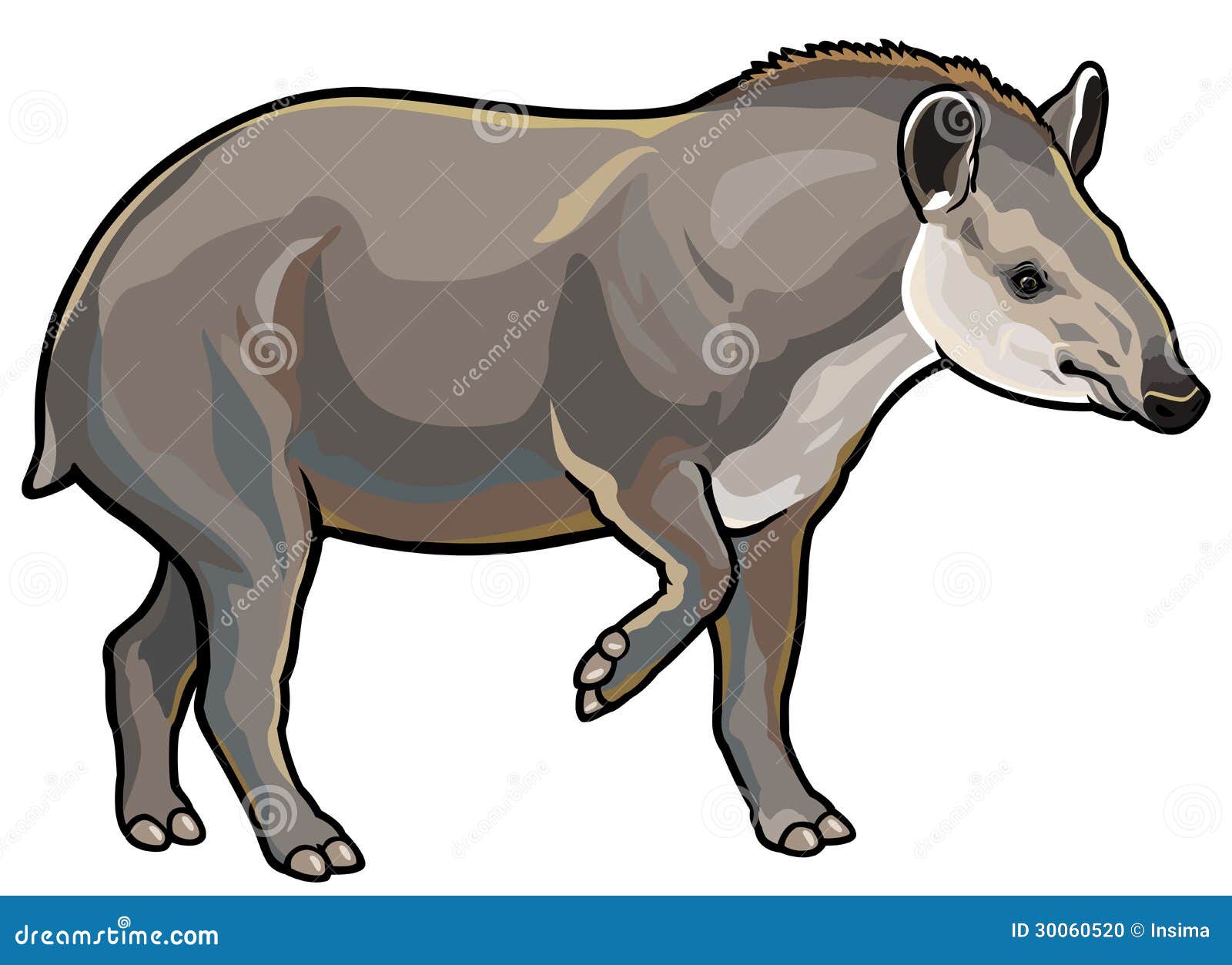 Tapir Cartoons, Illustrations & Vector Stock Images - 1805 Pictures to ...