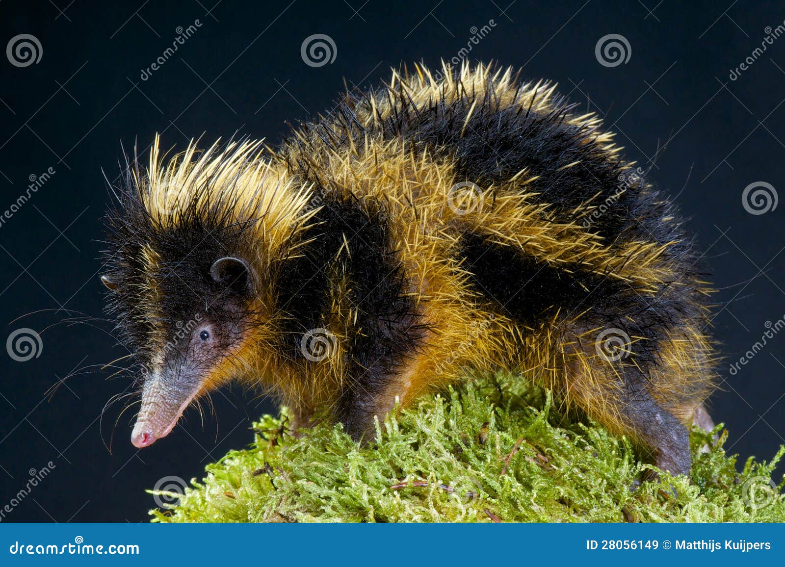 Lowland Streaked Tenrec, Hemicentetes Semispinosus, Madagascar Wildlife ...
