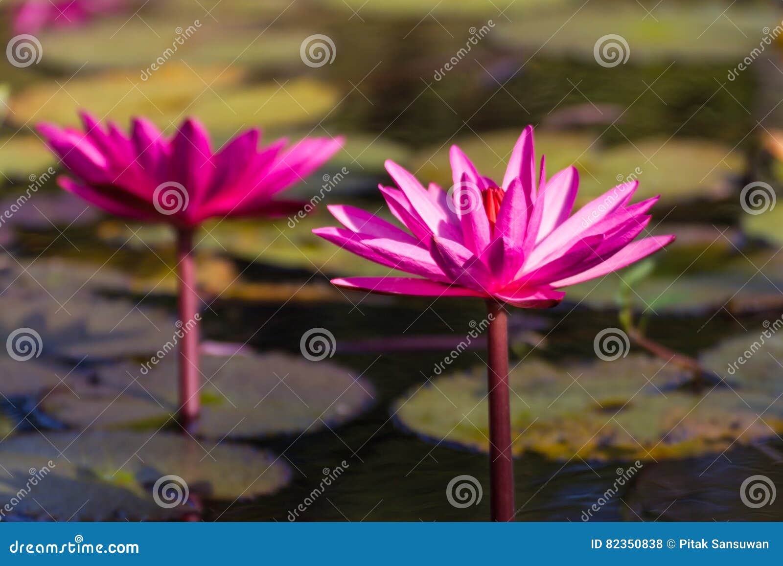 Lowtus flower stock photo. Image of leaf, flora, purple - 82350838