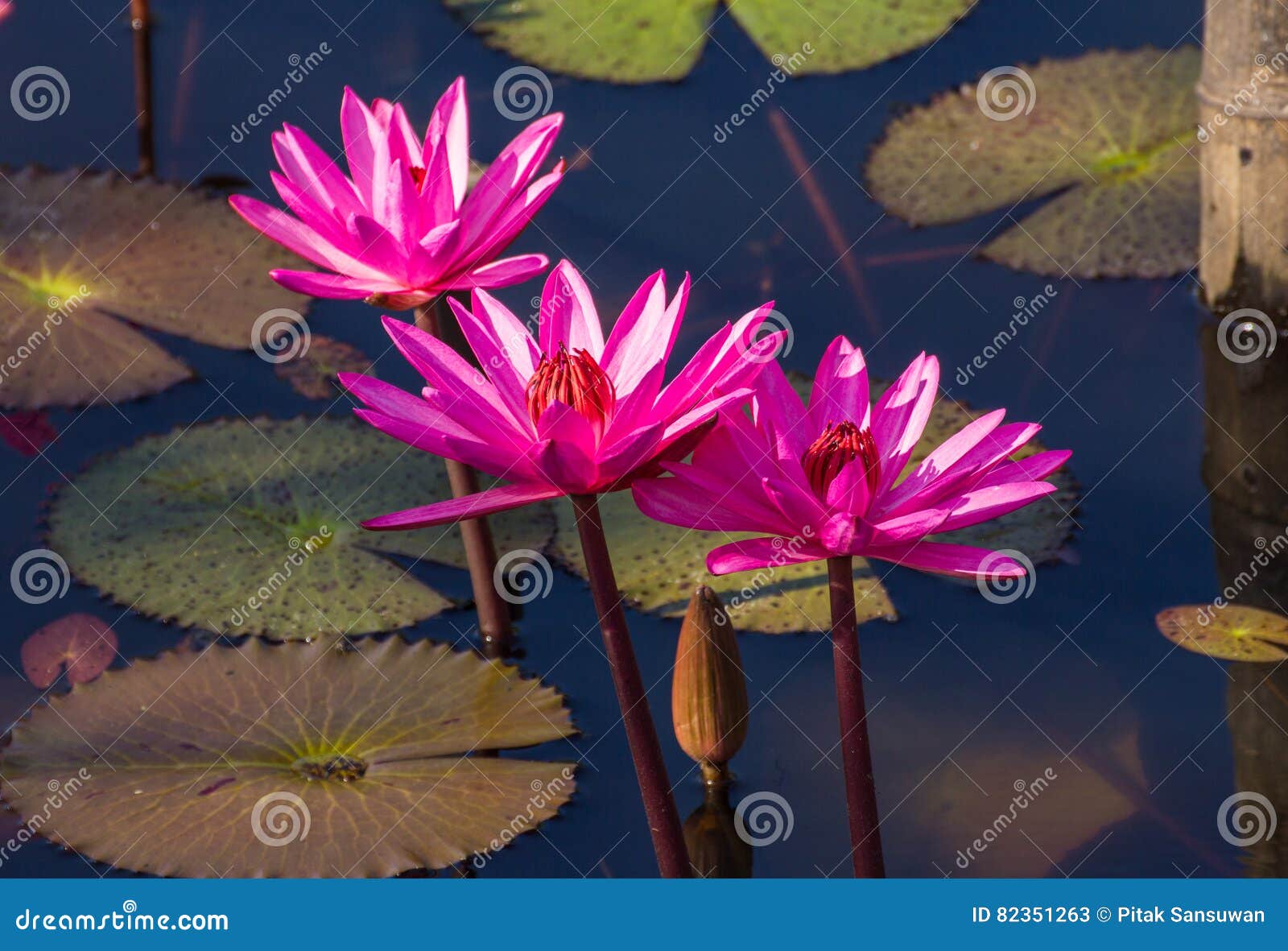 Lowtus flower stock image. Image of park, garden, color - 82351263