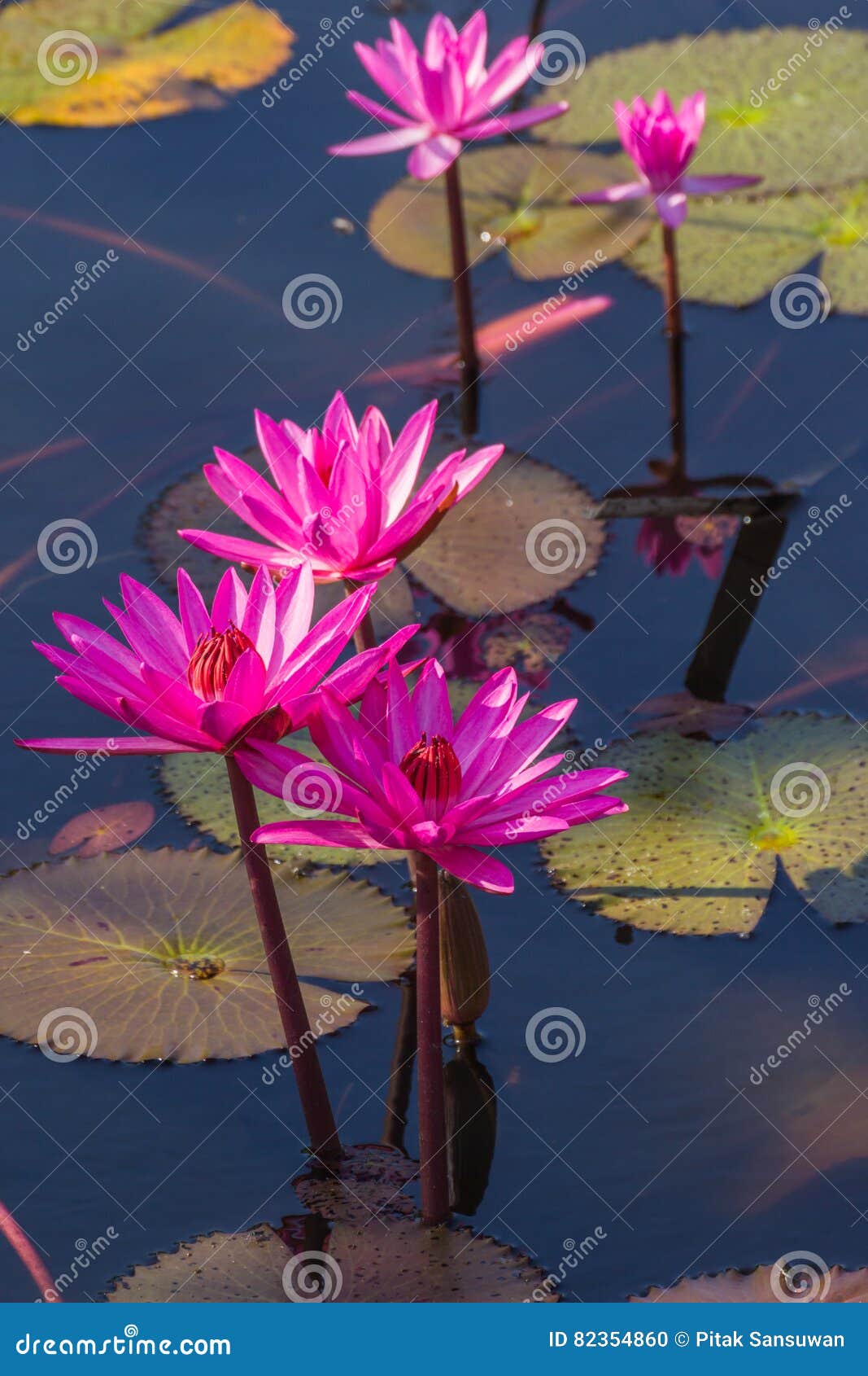 Lowtus flower stock photo. Image of summer, plant, tropical - 82354860
