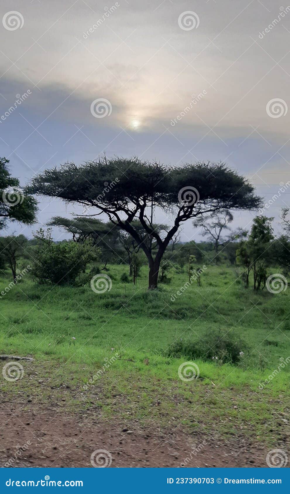 The Lowveld Nature stock image. Image of hill, pasture - 237390703
