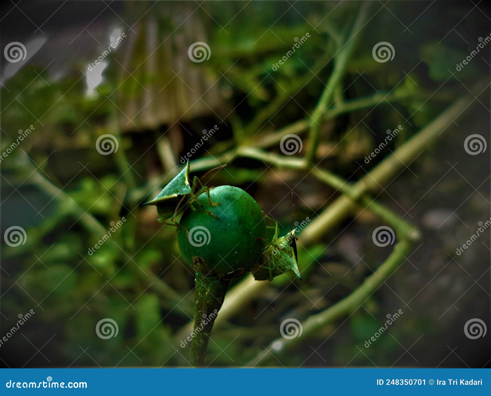LOXA insect stock image. Image of tree, shield, flower - 248350701