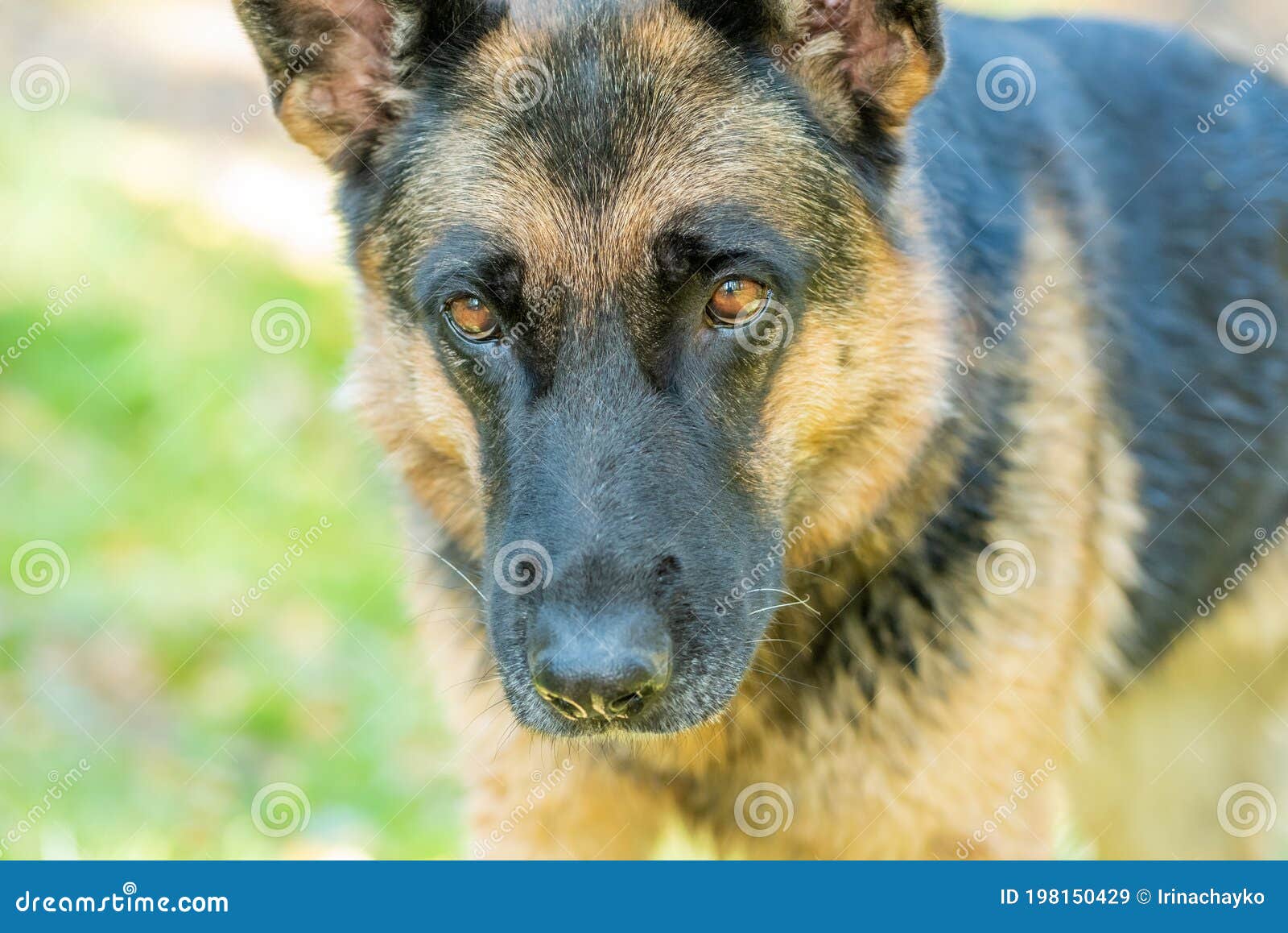 Loyal Friend - German Shepherd Close Up, Portrait Stock Image - Image ...