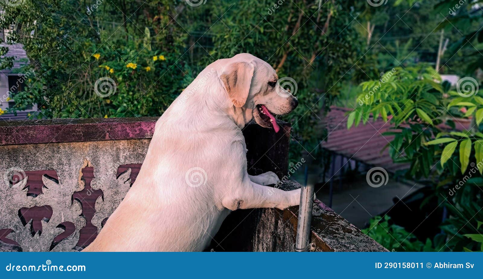 A Loyal and Friendly Labrador Stock Image - Image of carnivore, mammal ...