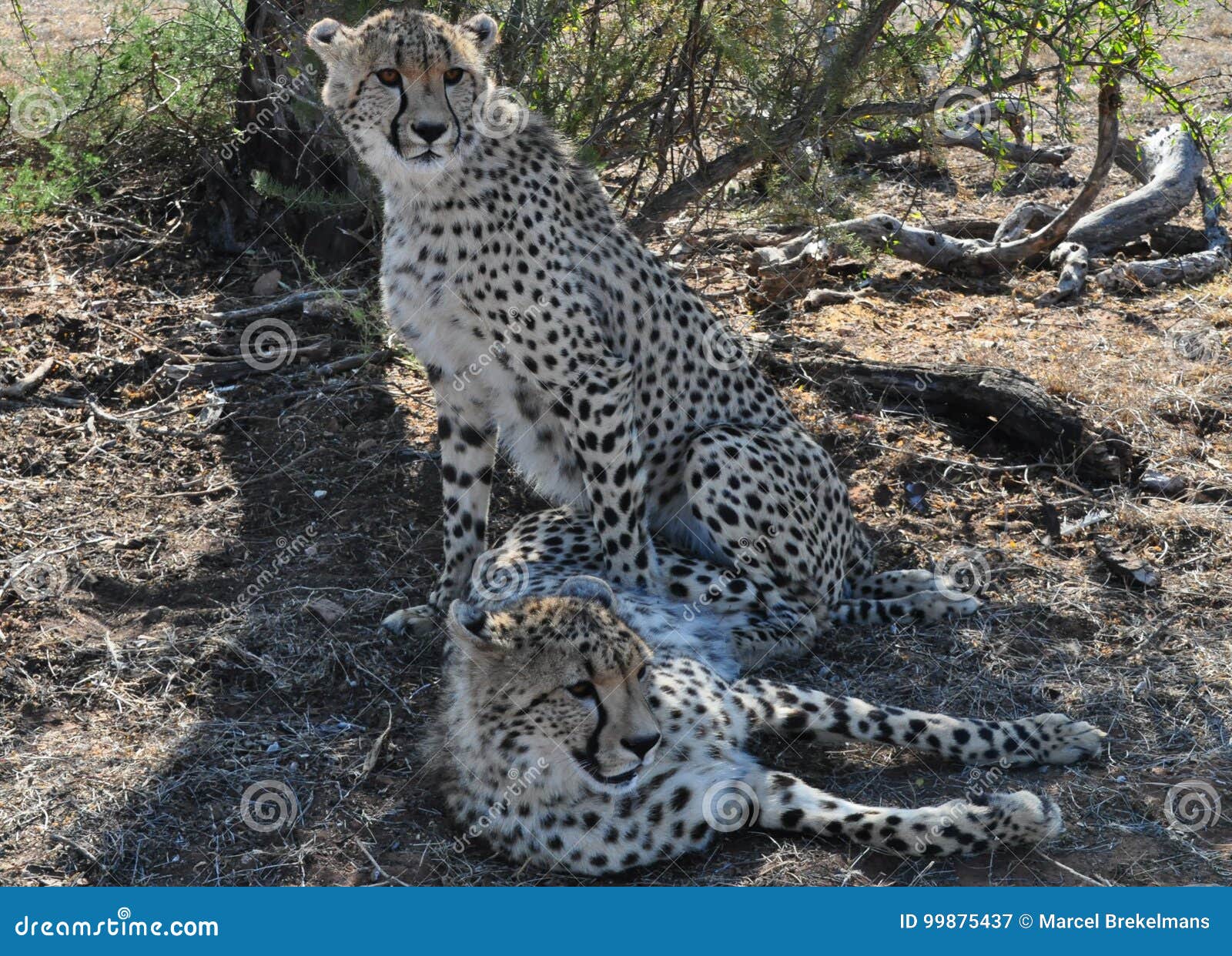 Cheetah couple stock image. Image of domestic, speedy - 99875437