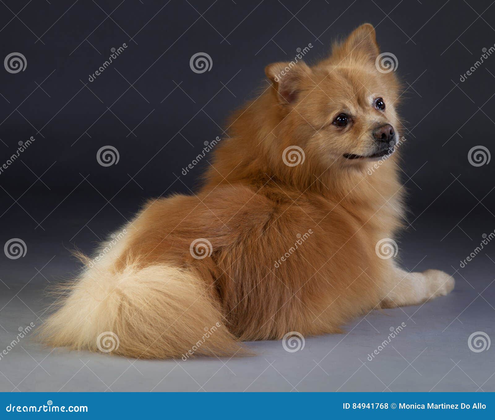 Lu german medium spitz stock photo. Image of shaggy, mittelspitz - 84941768