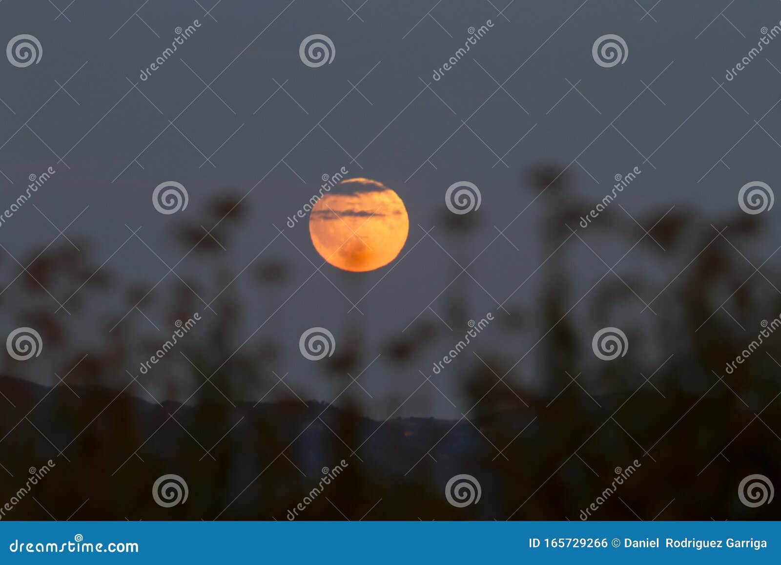 Lua Cheia De Laranja Entre Plantas Foto de Stock - Imagem de ...