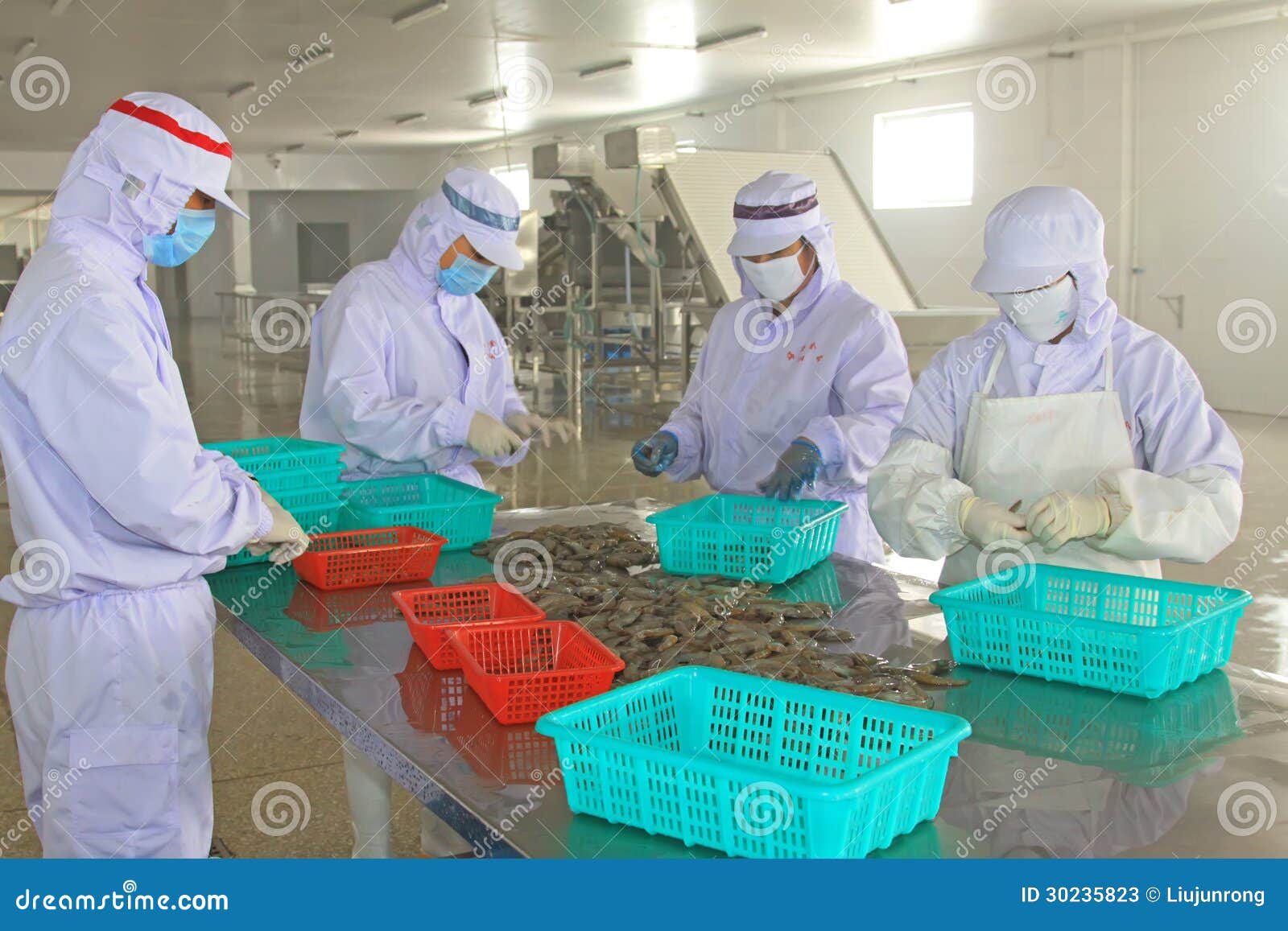 Workers Working in the Prawn Processing Line in a Seafood Processing ...