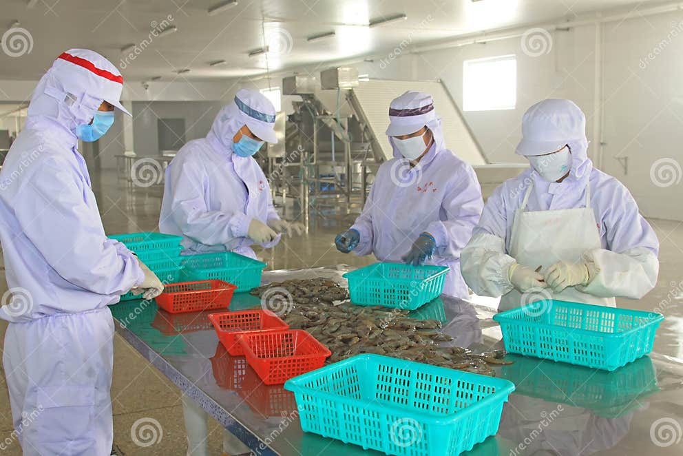 Workers Working in the Prawn Processing Line in a Seafood Processing ...