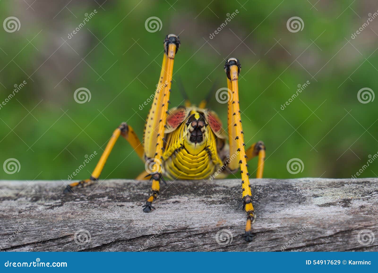Lubber Grasshopper Rear End Stock Image - Image of yellow, insect: 54917629