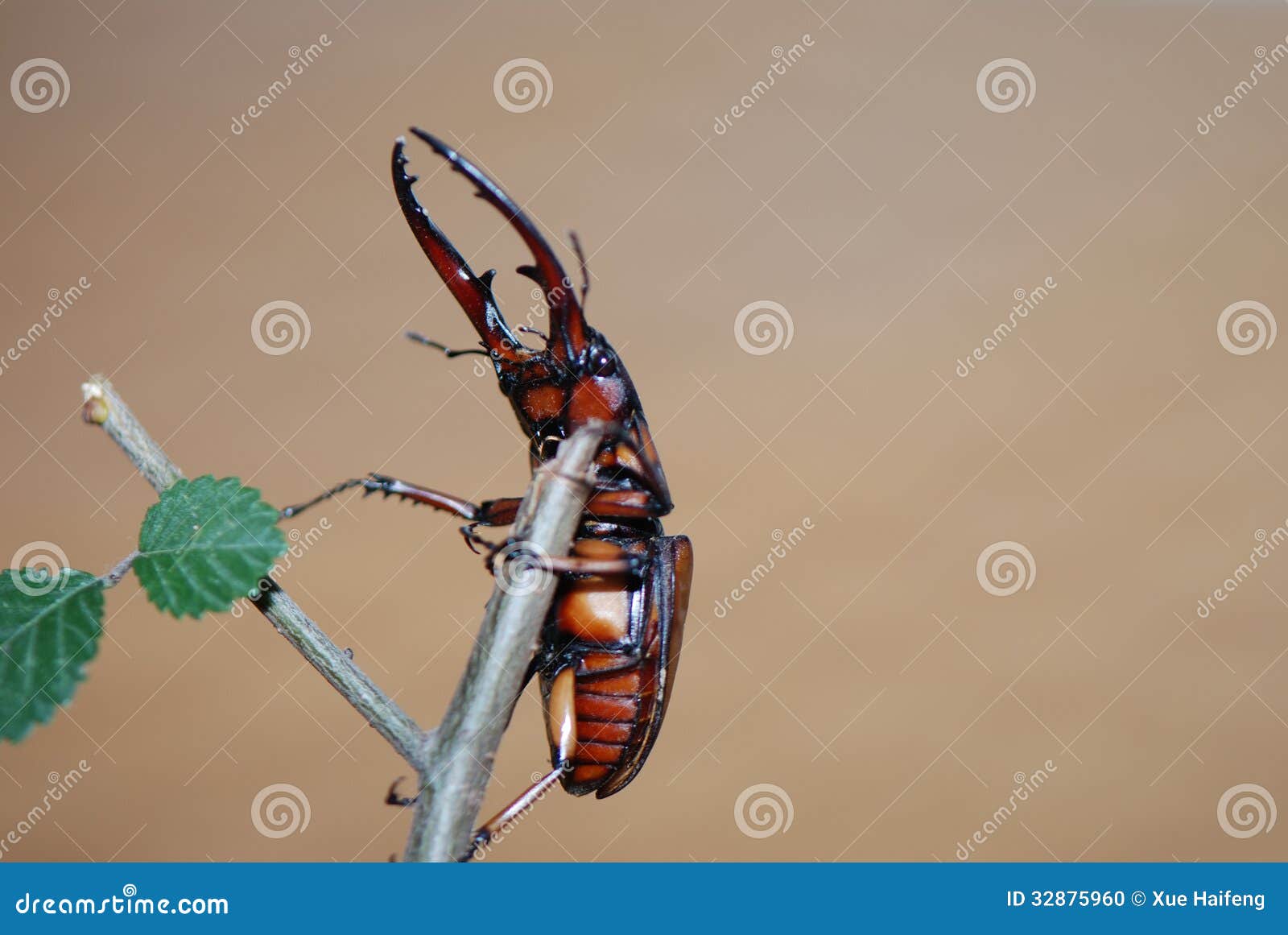 Lucanidae stock photo. Image of isolated, brown, coleoptera - 32875960