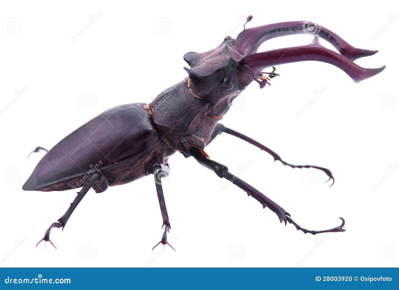 Lucanus Cervus. A Stag Beetle Sits On The Edge Of A Hemp Stock ...