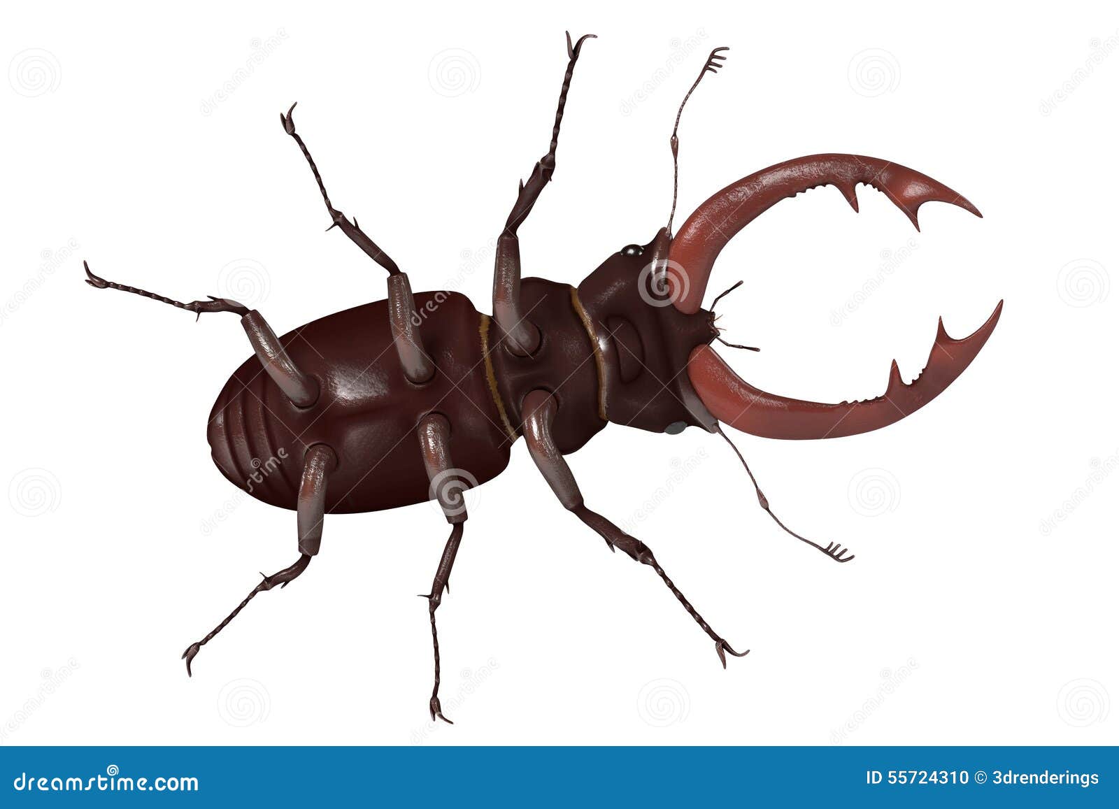 Lucanus Cervus Stock Photo | CartoonDealer.com #55724310