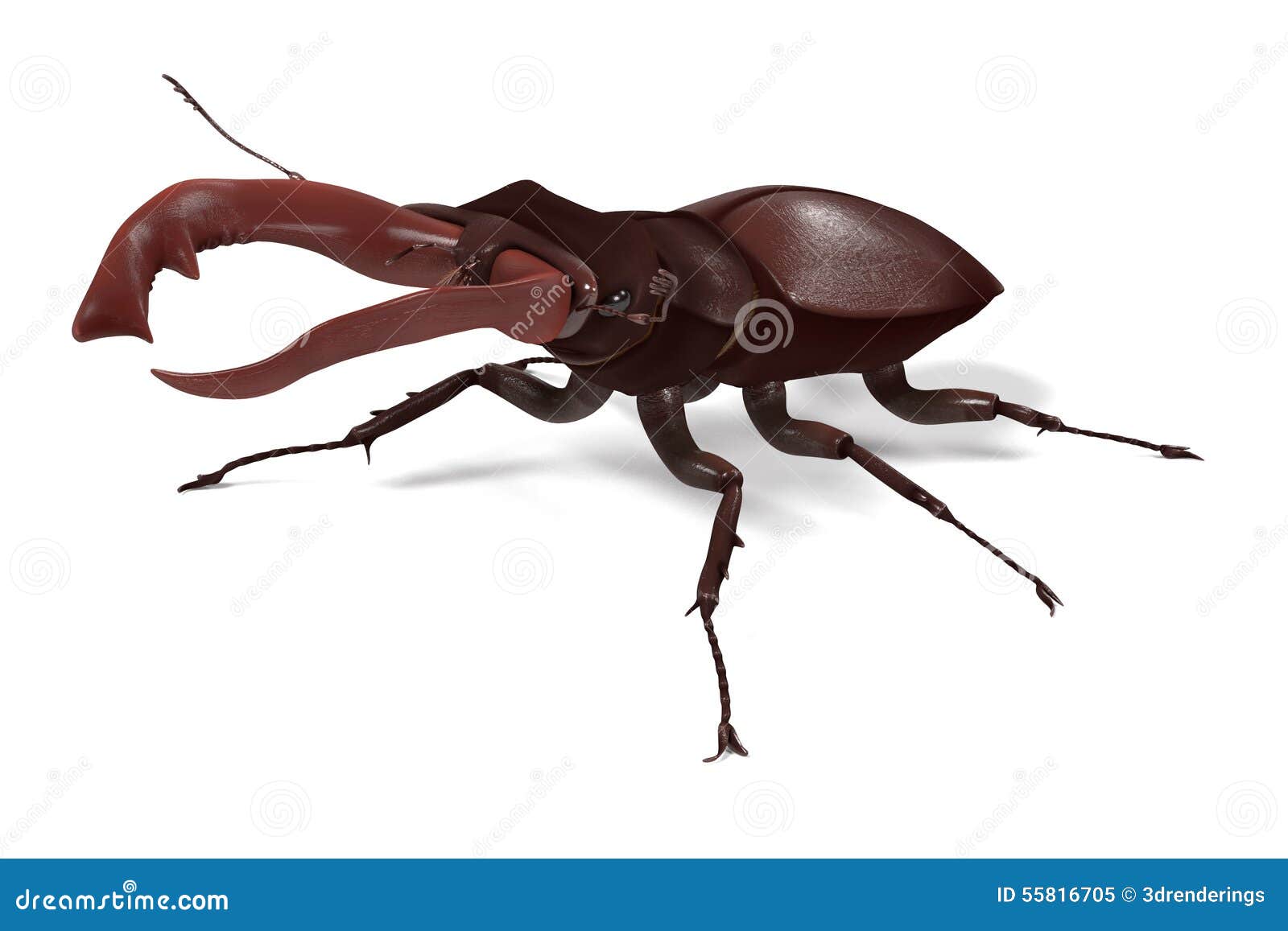 Lucanus cervus stock illustration. Illustration of realisitic - 55816705