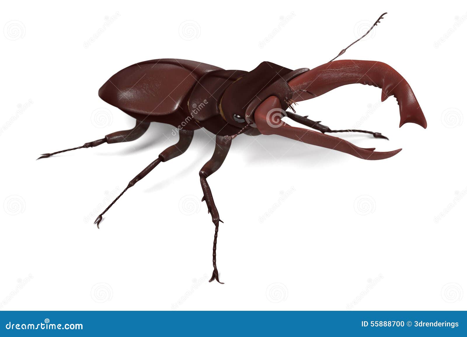 Lucanus cervus stock illustration. Illustration of male - 55888700