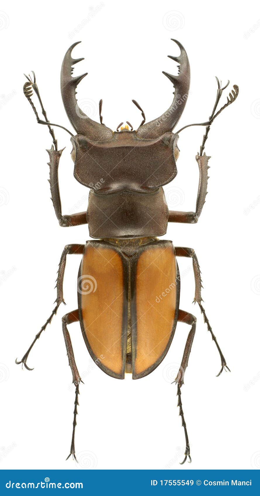 Lucanus laetus stock image. Image of high, science, entomology - 17555549