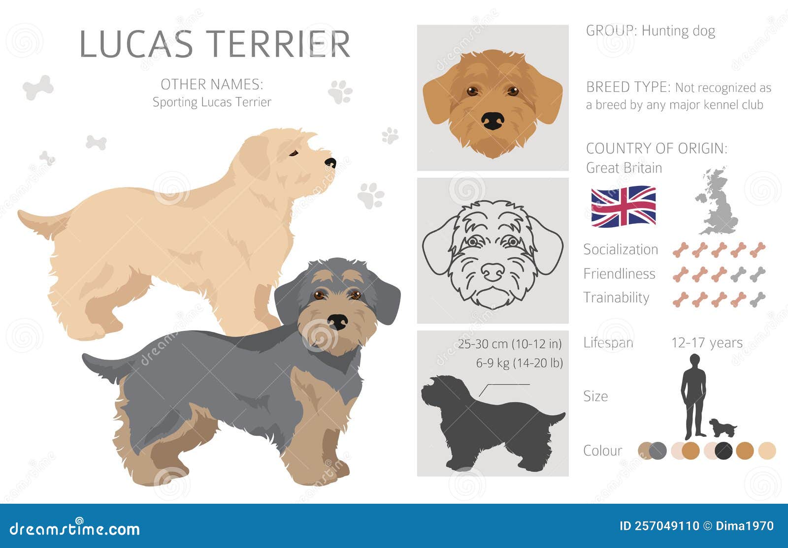 Lucas Terrier Clipart. Different Coat Colors Set Stock Vector ...