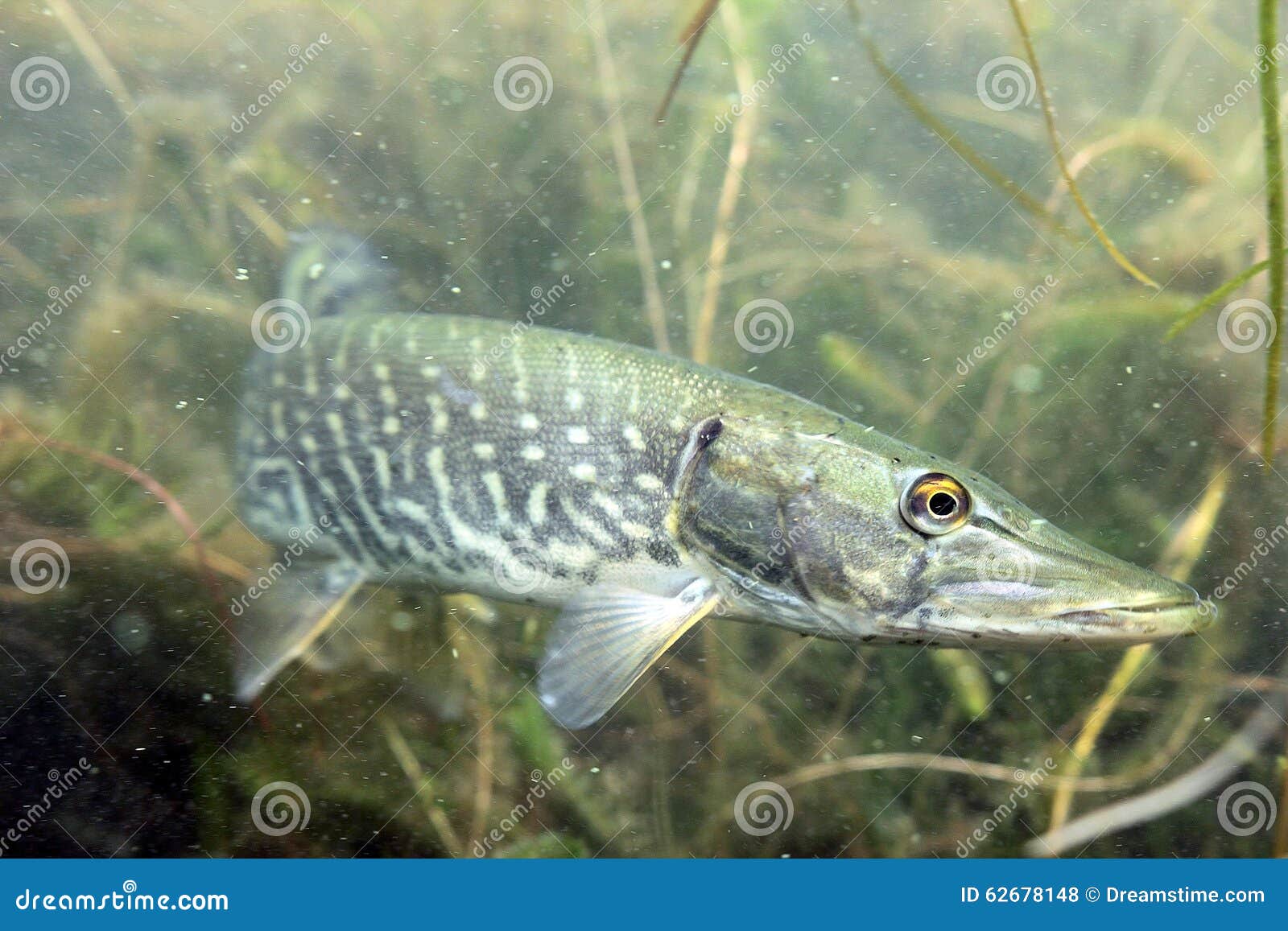 Luccio fotografia stock. Immagine di luccio, mare, animale - 62678148