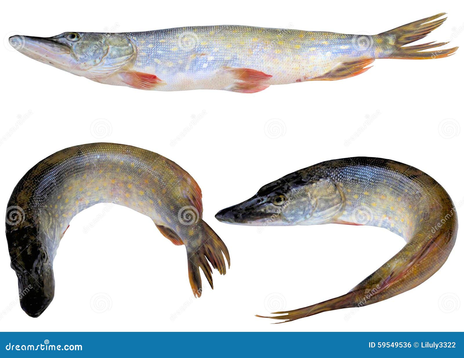 Luccio del pesce fotografia stock. Immagine di predatore - 59549536