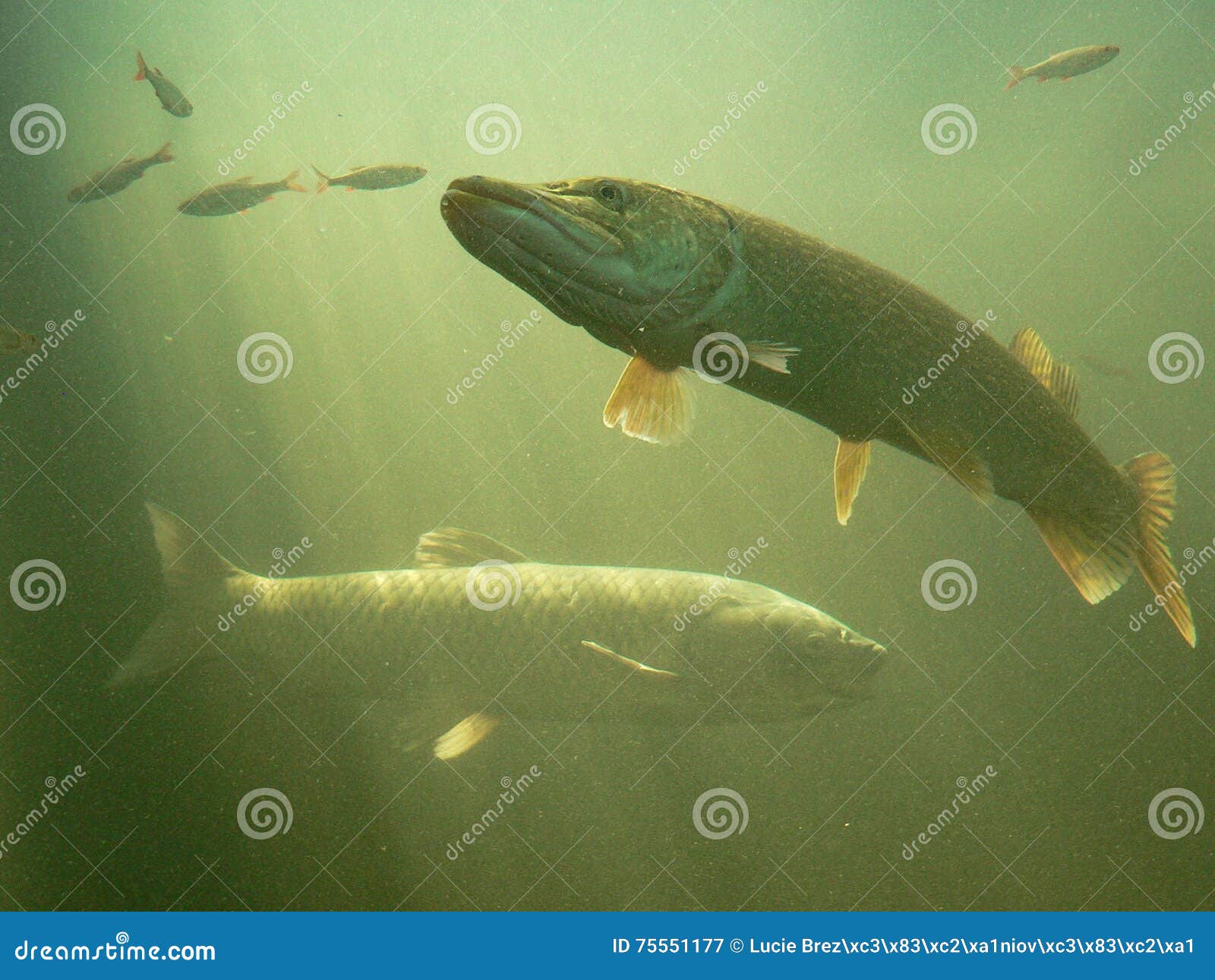 Luccio del pesce immagine stock. Immagine di aletta, caudale - 75551177