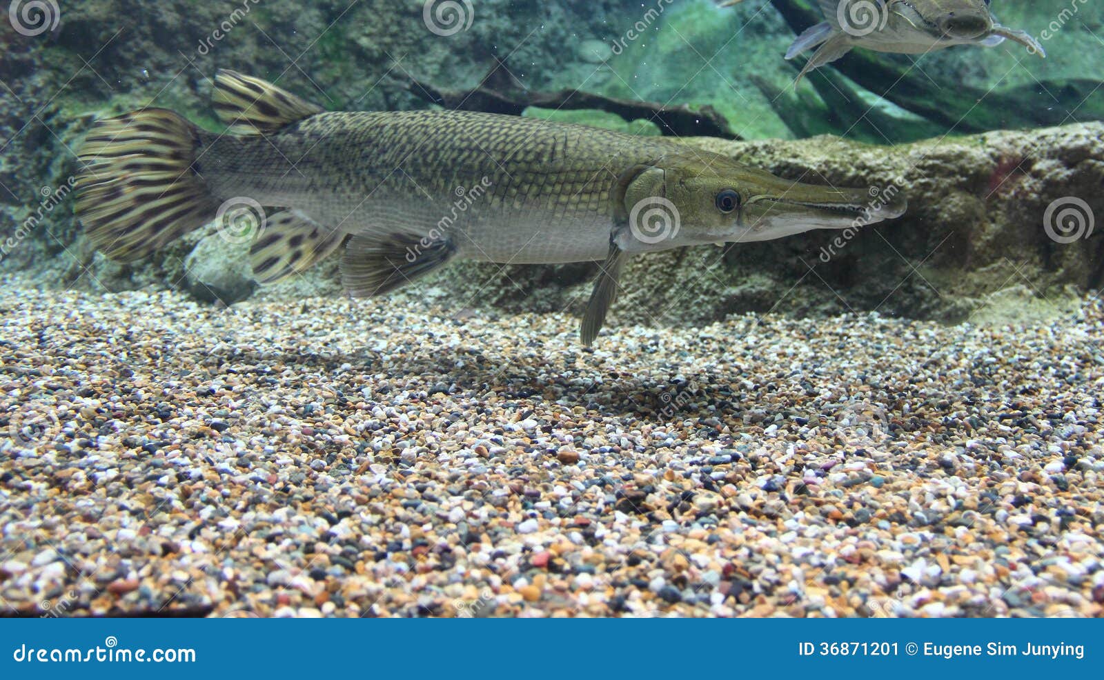 Luccio Dell'alligatore Dal Lato Immagine Stock - Immagine di pesci ...