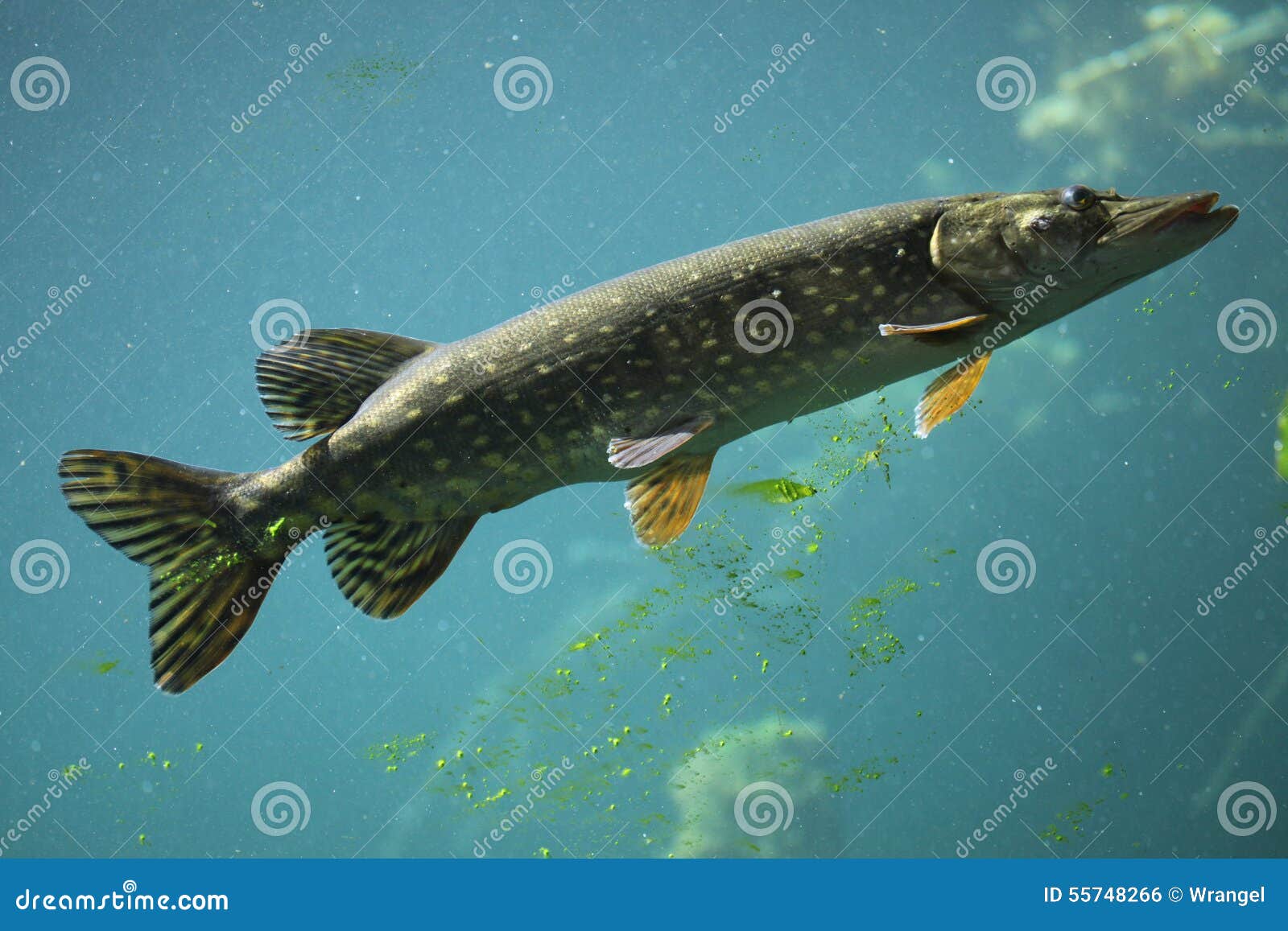 Luccio (esox lucius) fotografia stock. Immagine di canadese - 55748266
