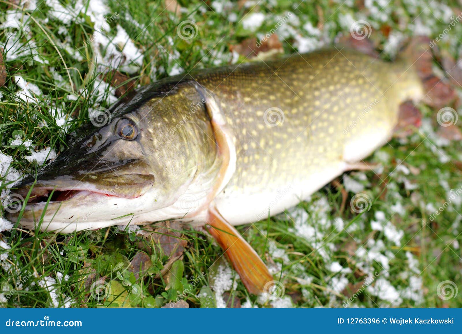 Luccio gigante fotografia stock. Immagine di predatore - 12763396
