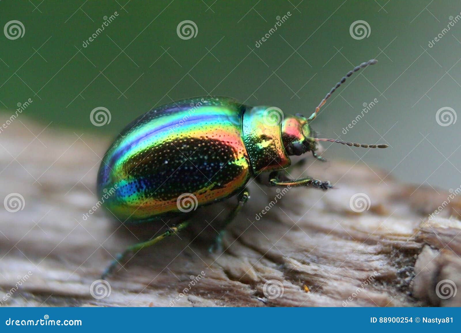 Lucciola - insetto verde fotografia stock. Immagine di bello - 88900254