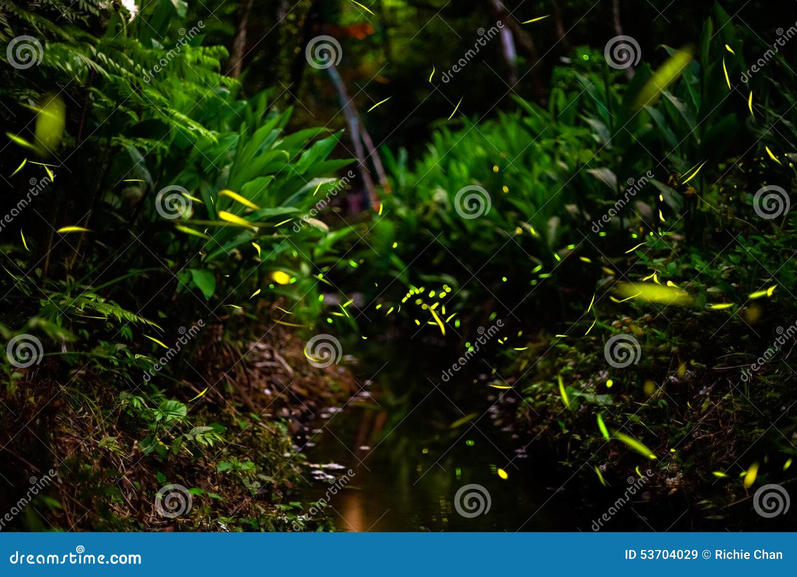 Lucciole Nel Cespuglio Tramite La Corrente Immagine Stock - Immagine di ...