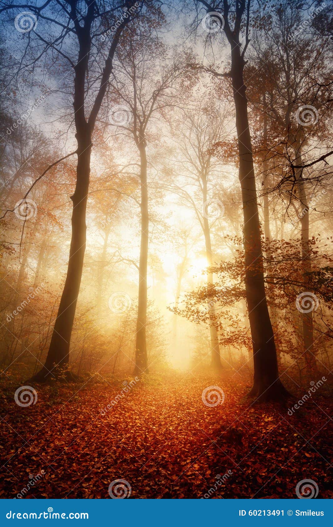 Luce Affascinante in Una Foresta Nebbiosa Immagine Stock - Immagine di ... Luce Affascinante in Una Foresta Nebbiosa Immagine Stock - Immagine di ...