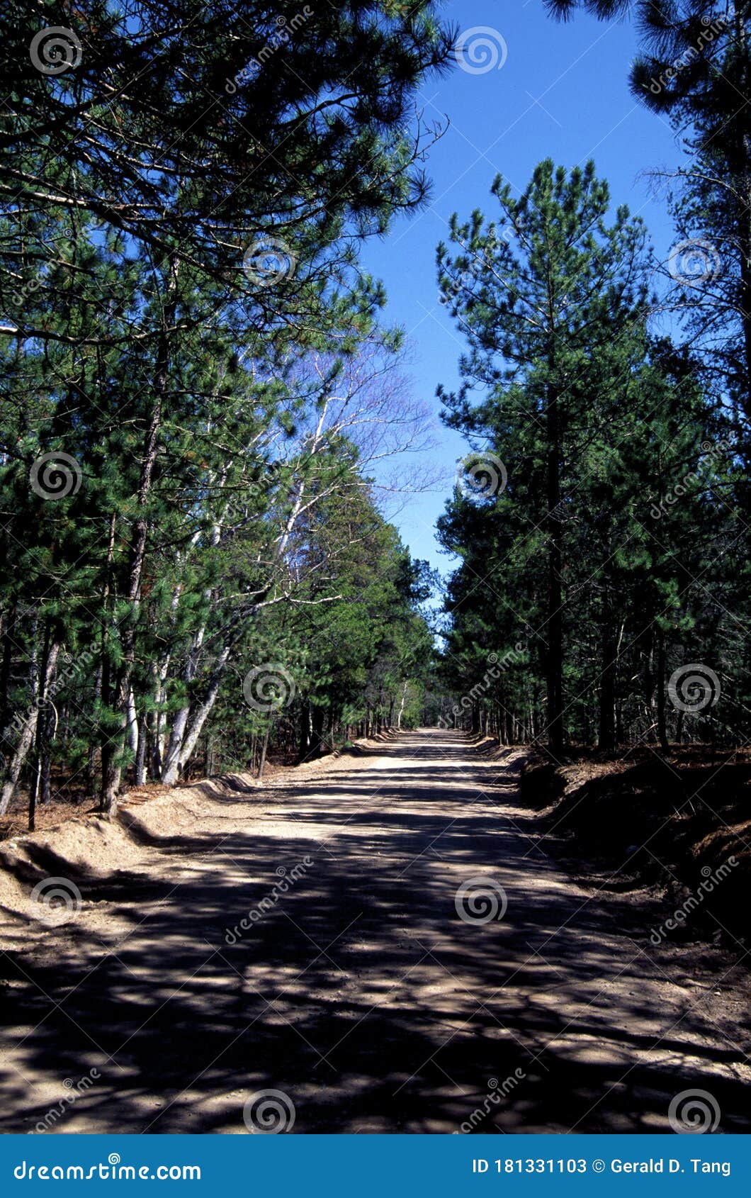 Luce County Road 407 in Michigan 37292 Stock Image - Image of michigan ...