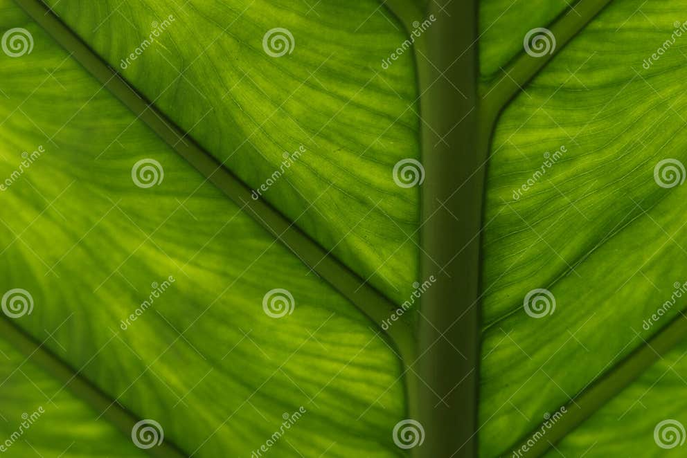 Lucent green leaf stock photo. Image of abstract, green - 11602568
